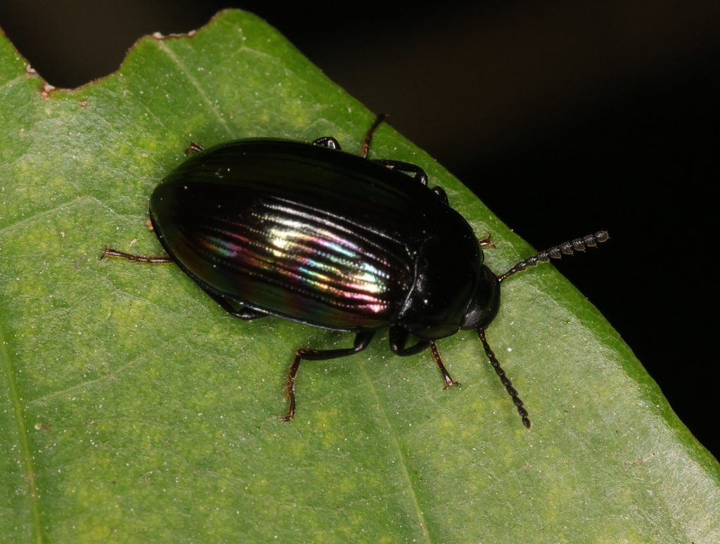 Ceropria from 香港西貢 on March 12, 2023 at 09:34 PM by sk2 · iNaturalist