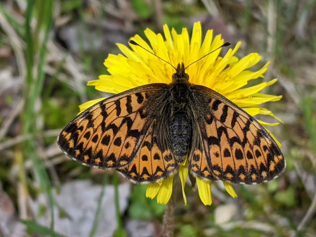 Freija Fritillary from Saskatchewan, Canada on June 5, 2020 at 03:07 PM ...