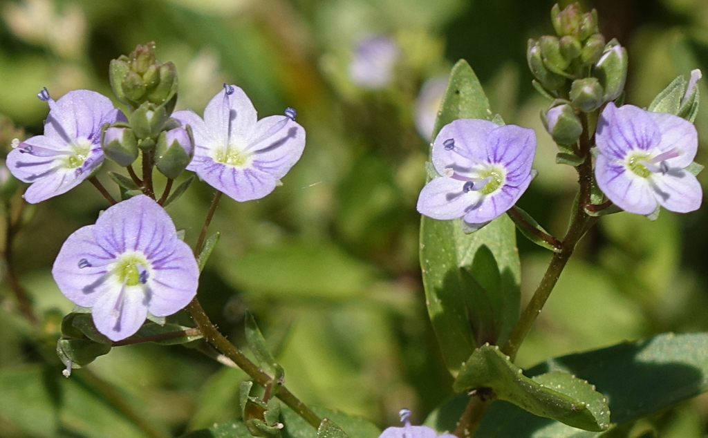 blue water-speedwell from Larimer County, CO, USA on June 17, 2016 at ...