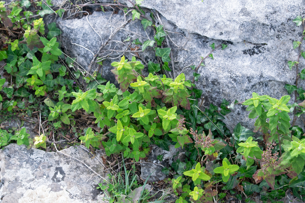 woodland germander from Glenquin, Clare, Ireland on September 16, 2018 ...