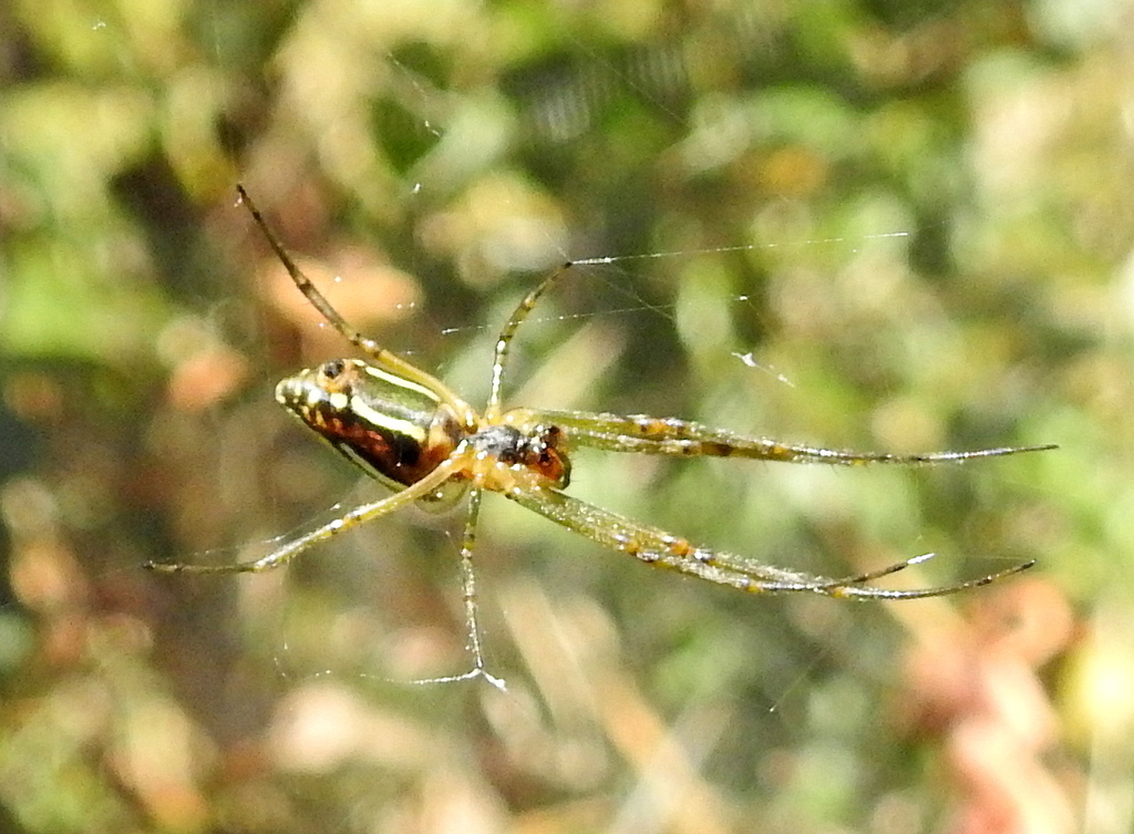 Orchard Spiders and Allies from Garden Route Botanical Garden on October 04, 2018 at 10:51 AM by ...