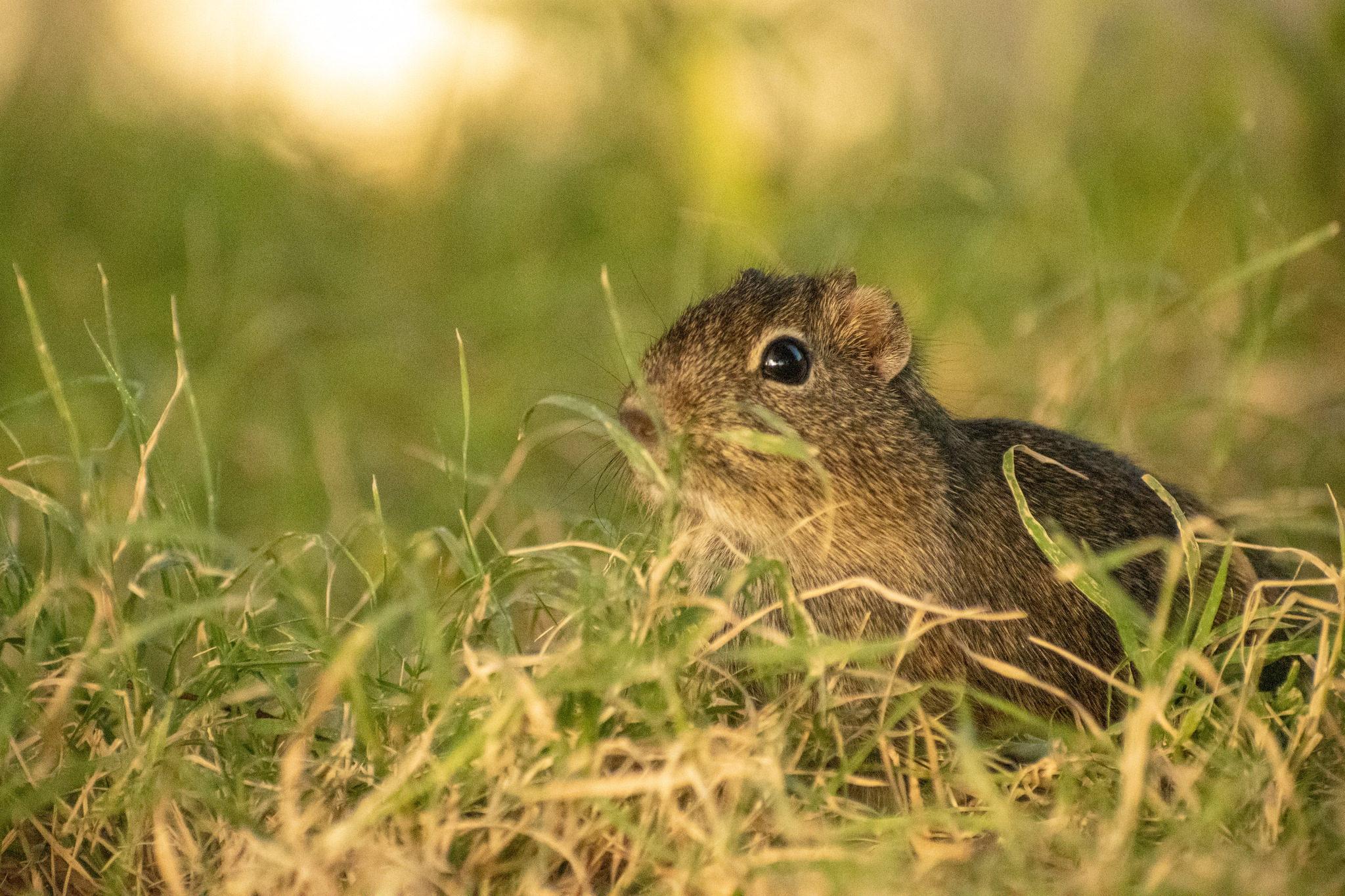 Microcavia H.Gervais & Ameghino, 1880