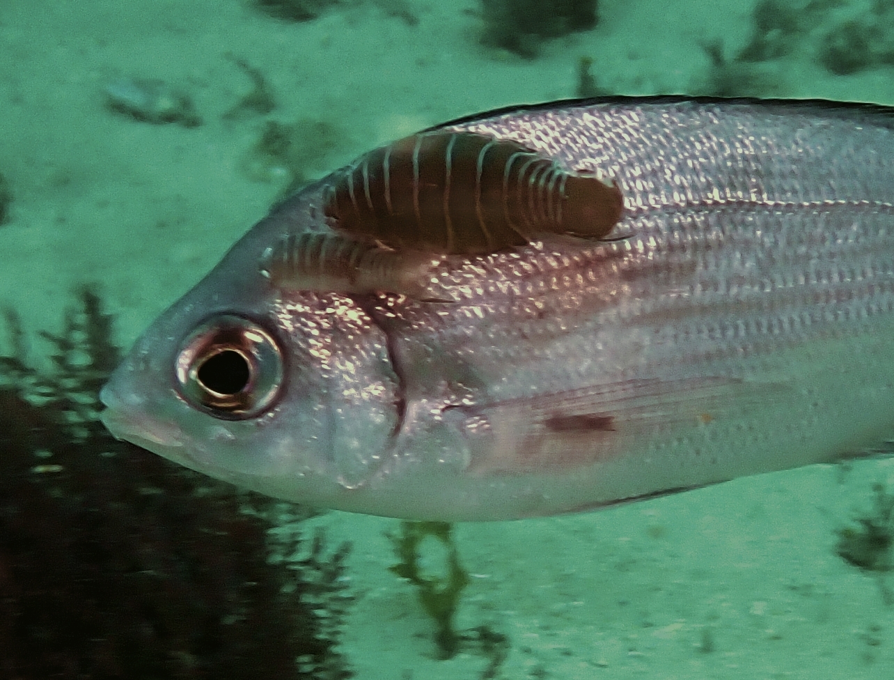 Anilocra physodes (Linnaeus, 1758)