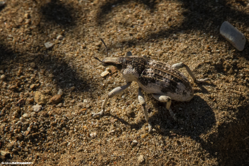 Cleonini from Mulegé, B.C.S., México on December 21, 2022 at 12:57 PM ...