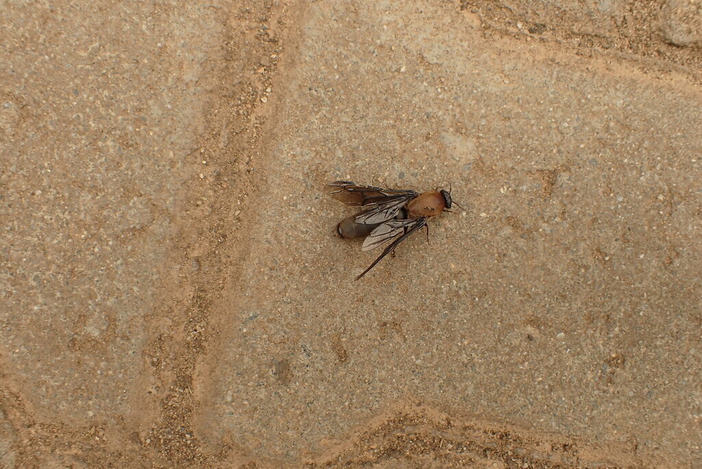 Driver Ants from Kanungu, Uganda on February 22, 2023 at 11:28 AM by ...