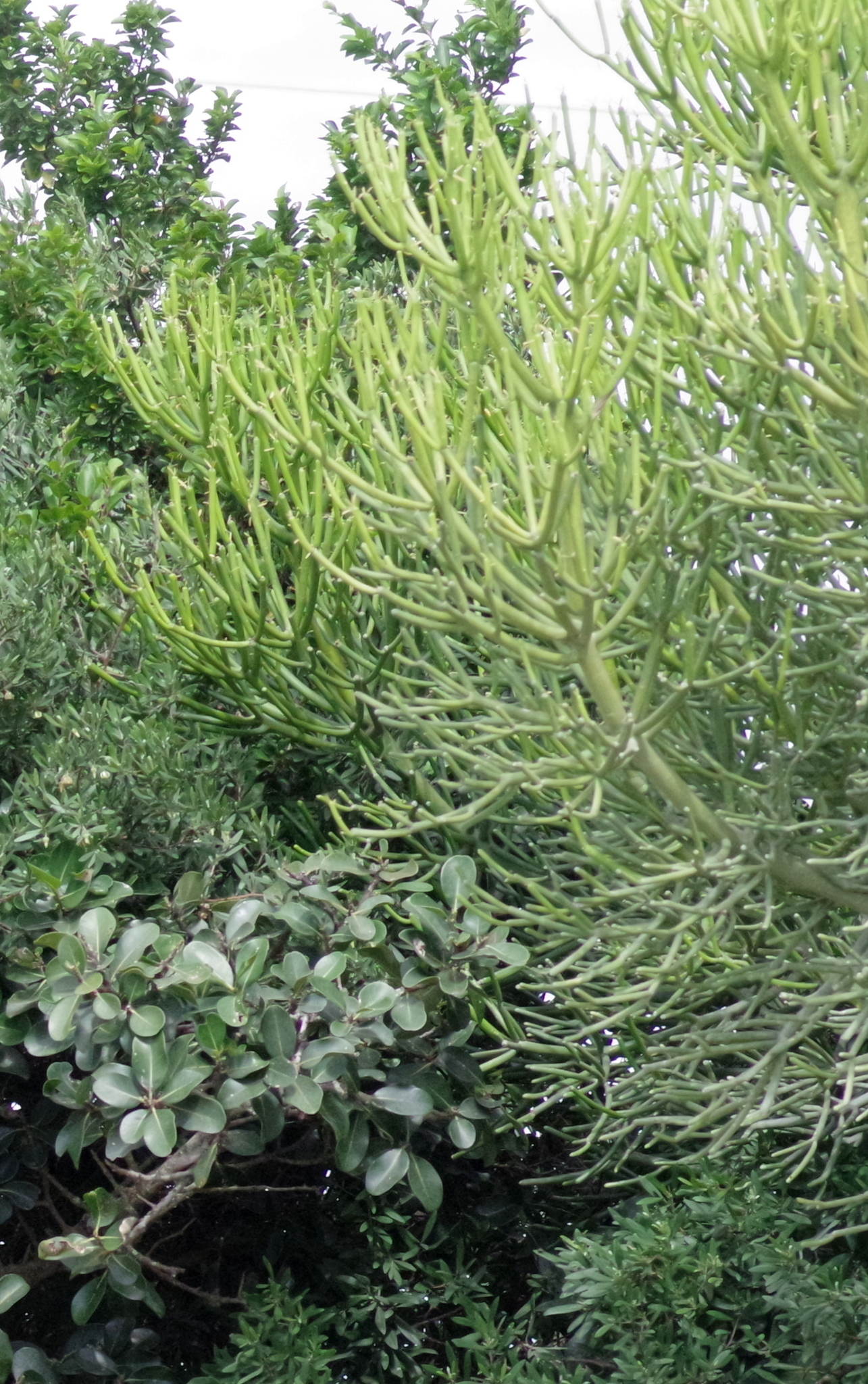 Euphorbia tirucalli L.