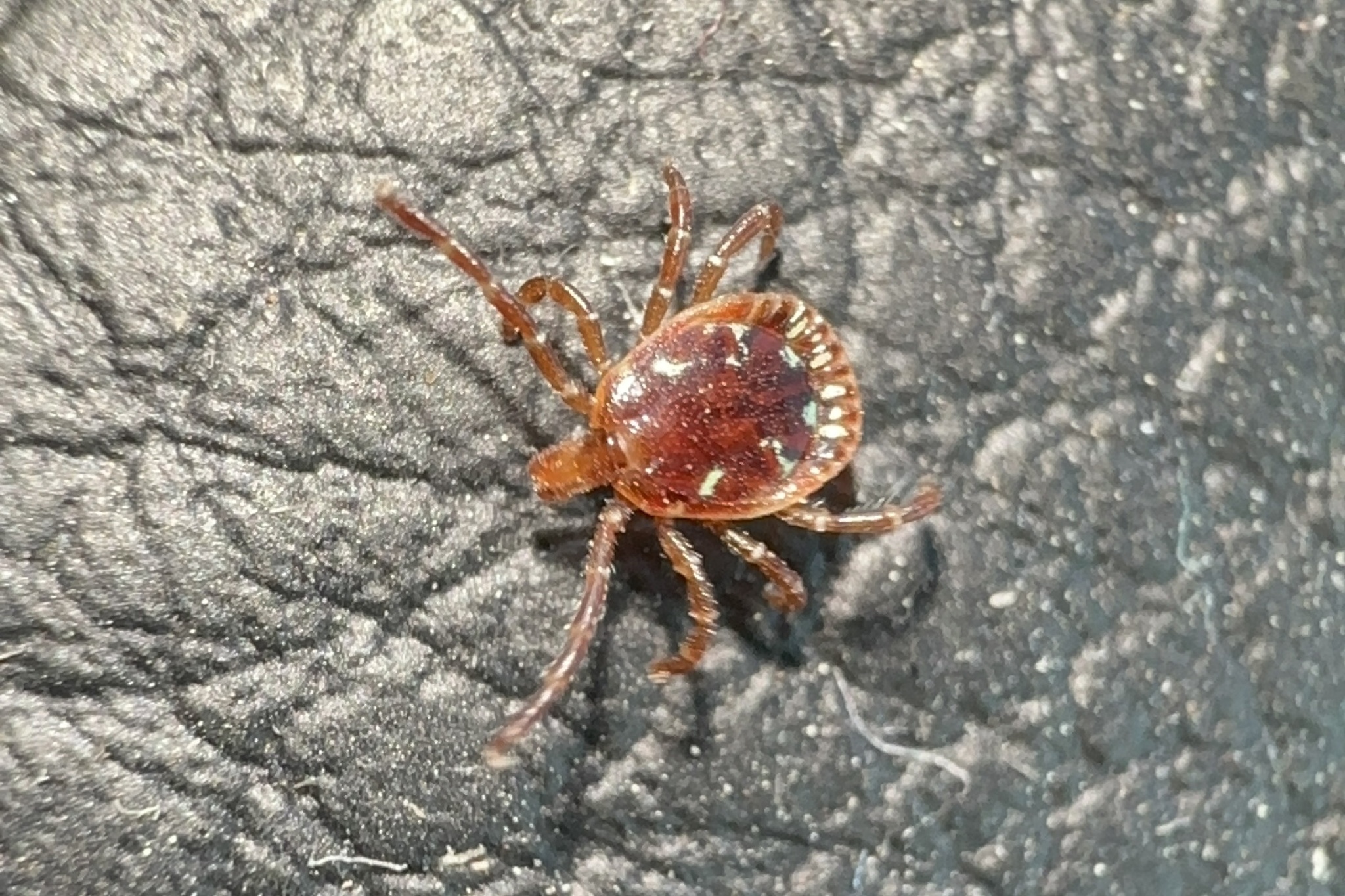 Amblyomma americanum Linnaeus, 1758