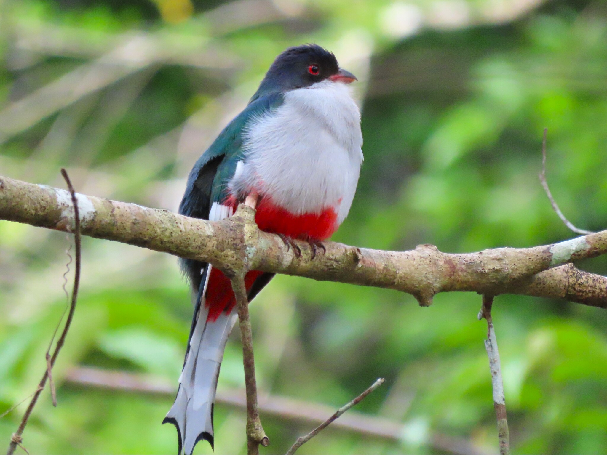 Priotelus temnurus (Temminck, 1825)