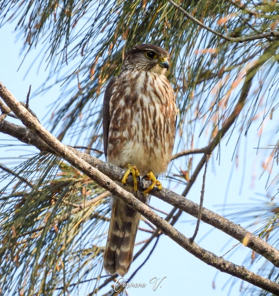 Merlin from Anton Lizardo on March 13, 2023 at 09:13 AM by Juan Manuel ...