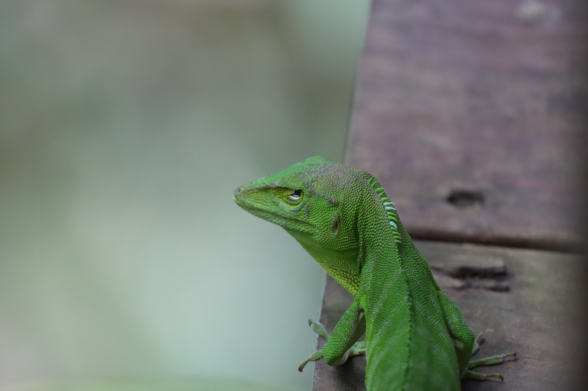 Anolis garmani Stejneger, 1899