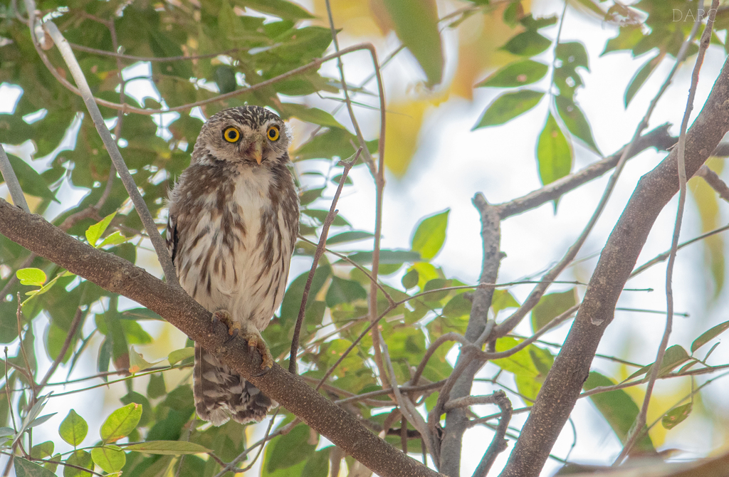 Ferruginous Pygmy-Owl from Arroyo, Rancho "El Cairo", Villa Corzo, Chiapas, MX on March 05, 2023 ...
