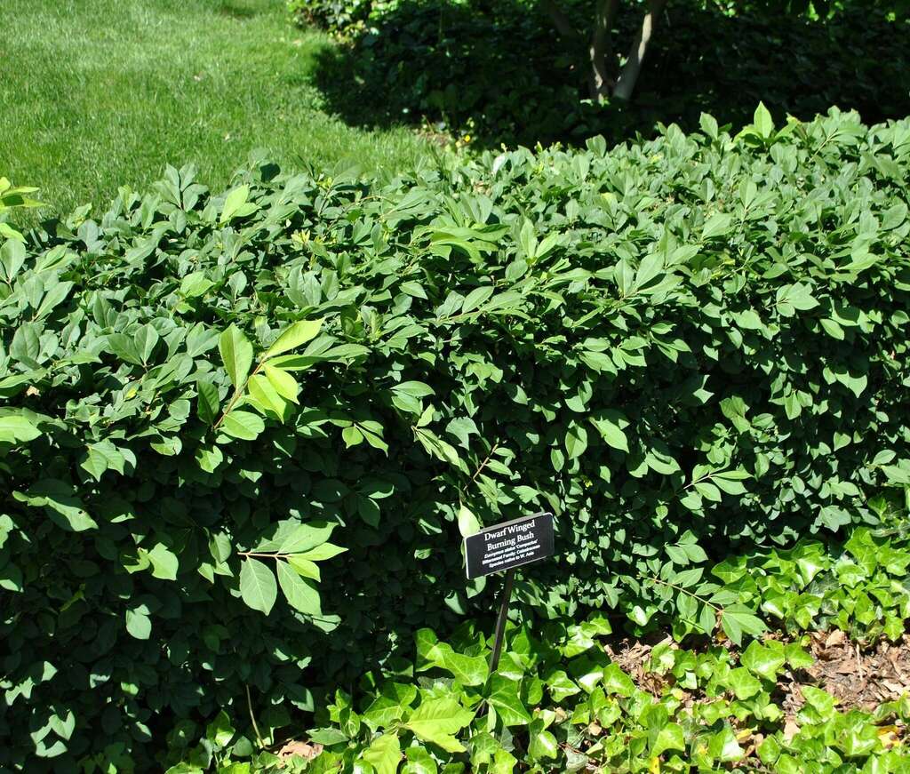 Burning Bush (Indiana Pesticide Plants) · iNaturalist