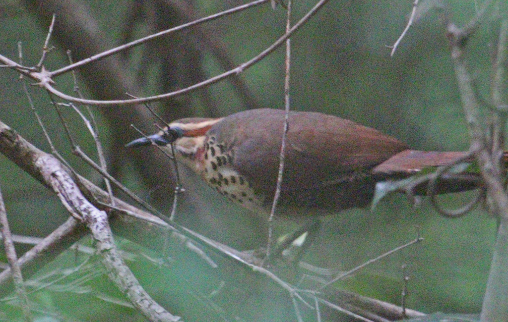 Mesites (Mesitornithiformes) - Avian Discovery