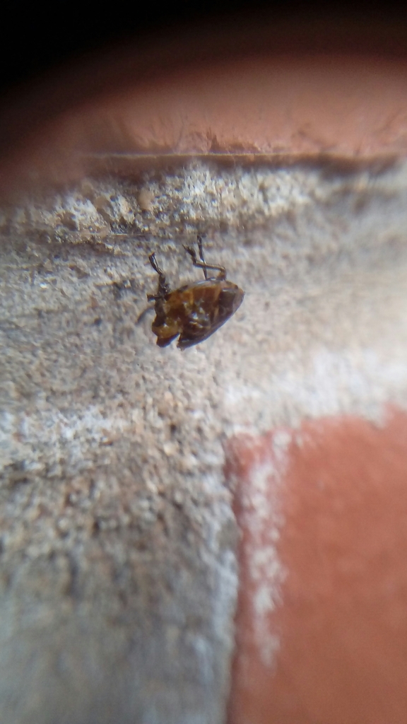 Insects from Old Mill Bridge, Barnsley S71 1LJ, UK on October 04, 2018 ...