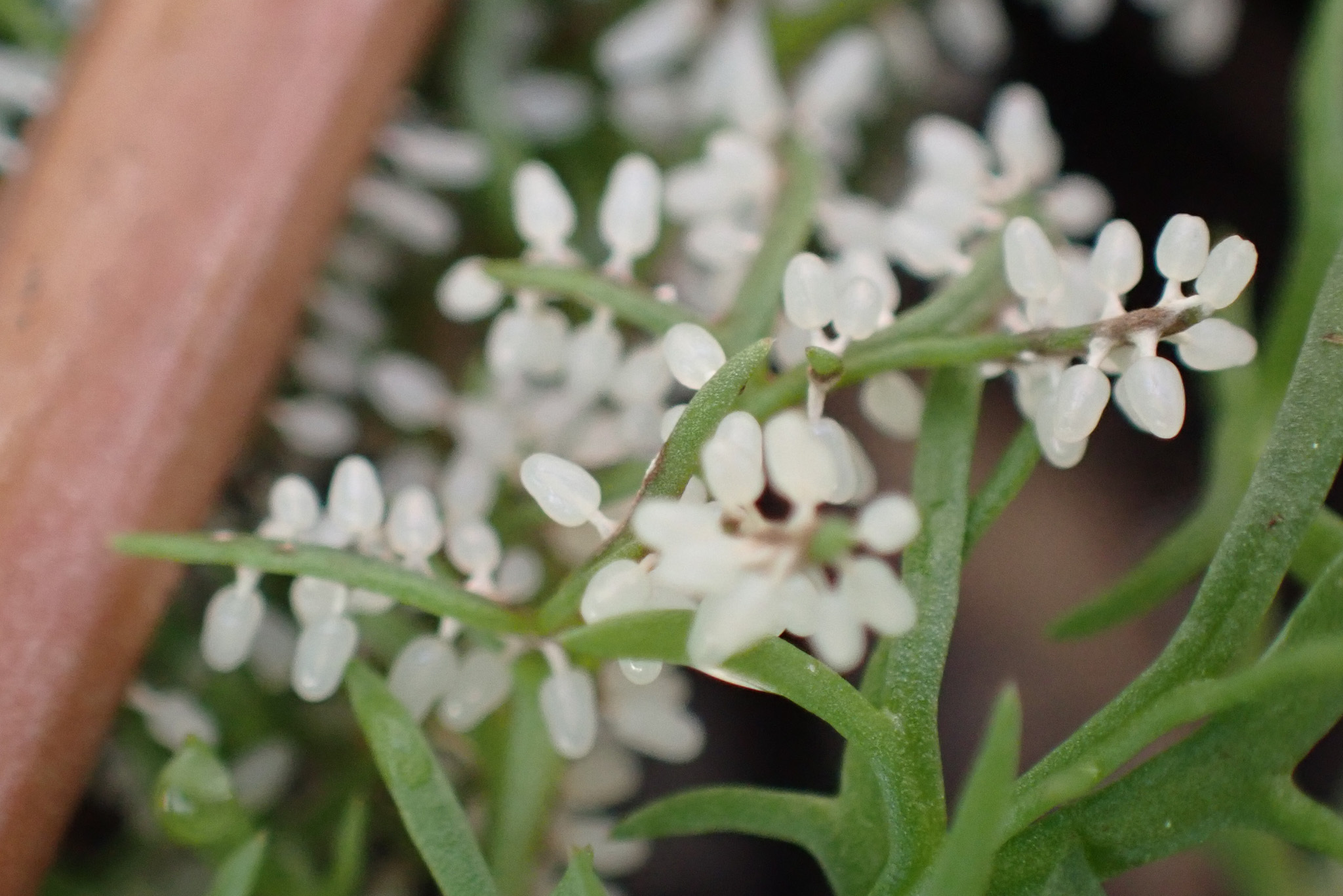 Diachea leucopodia (Bull.) Rostaf., 1874