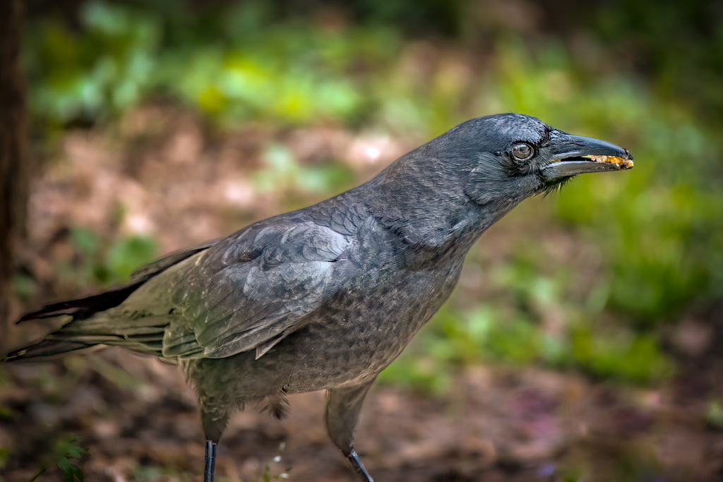 American Crow from 610 Bywater Pl, Greenville, SC 29617, USA on March ...