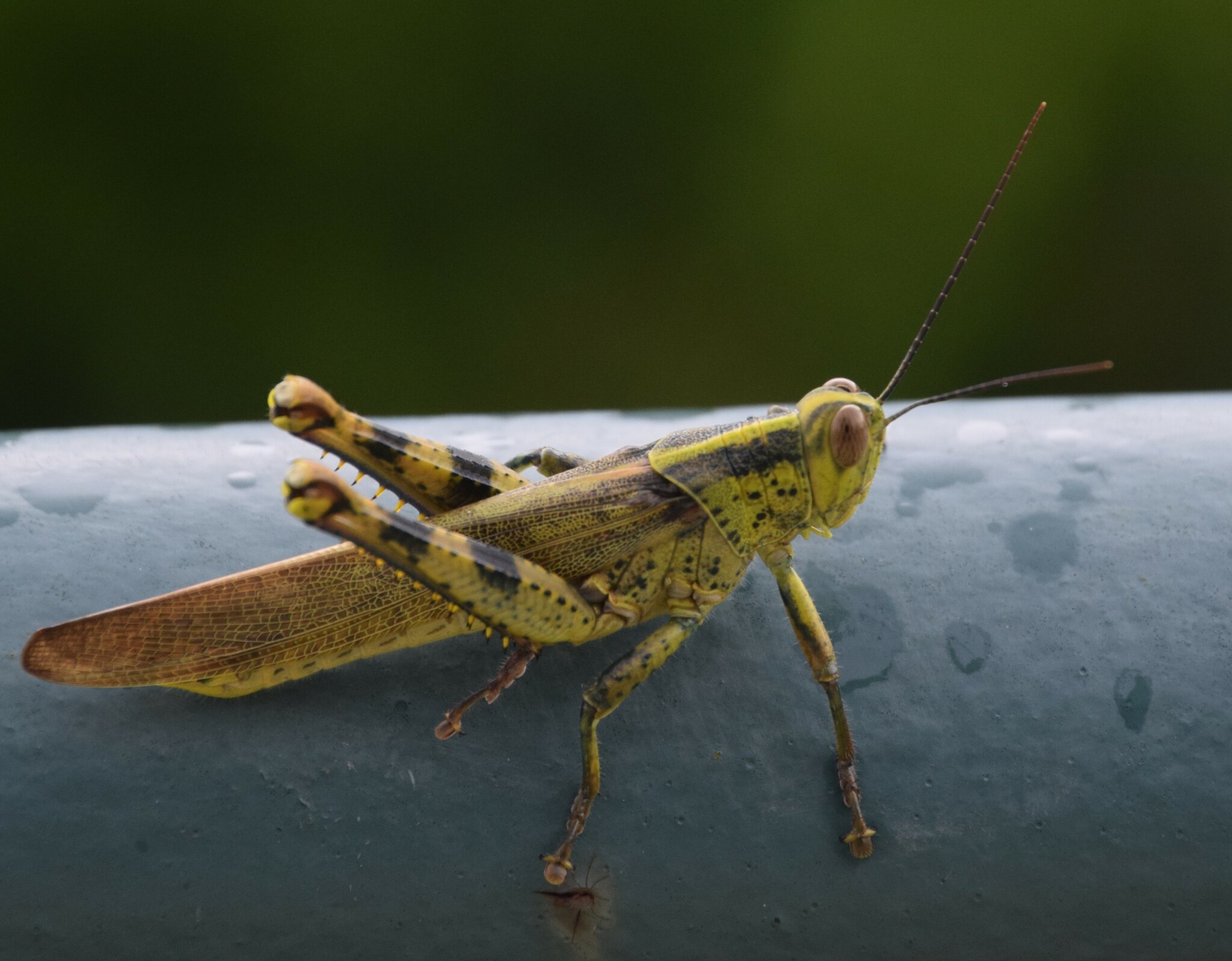 Valanga nigricornis (Burmeister, 1838)