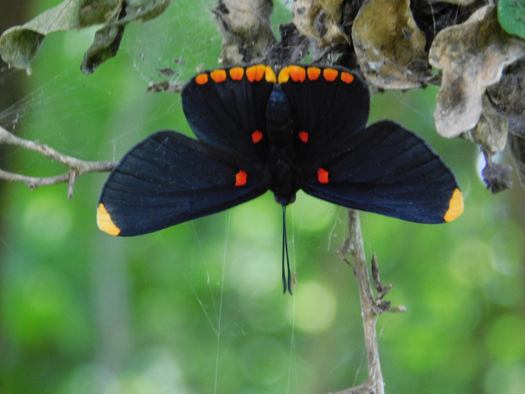 Red-bordered Pixie in October 2018 by Mark Buijtendijk · iNaturalist
