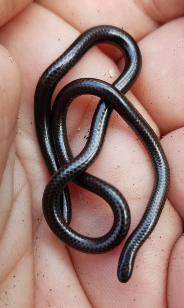 San Salvador Blind Snake from San Salvador, The Bahamas on March 13 ...