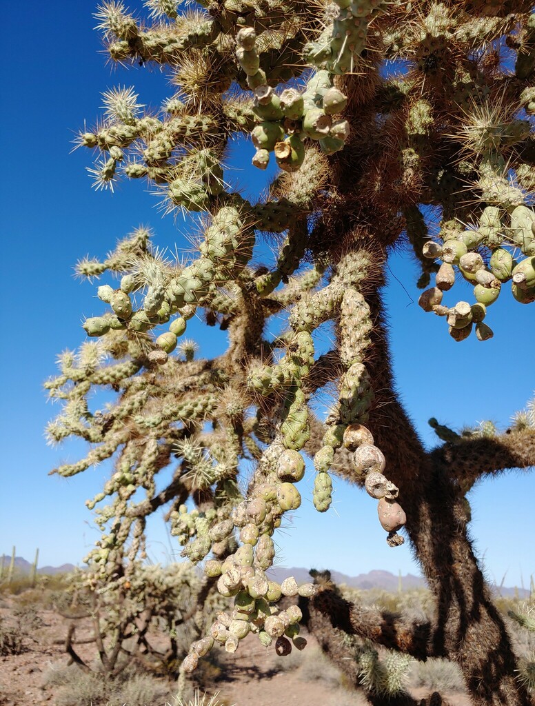 Chain-fruit Cholla from Pima County, AZ, USA on March 19, 2021 at 08:54 ...