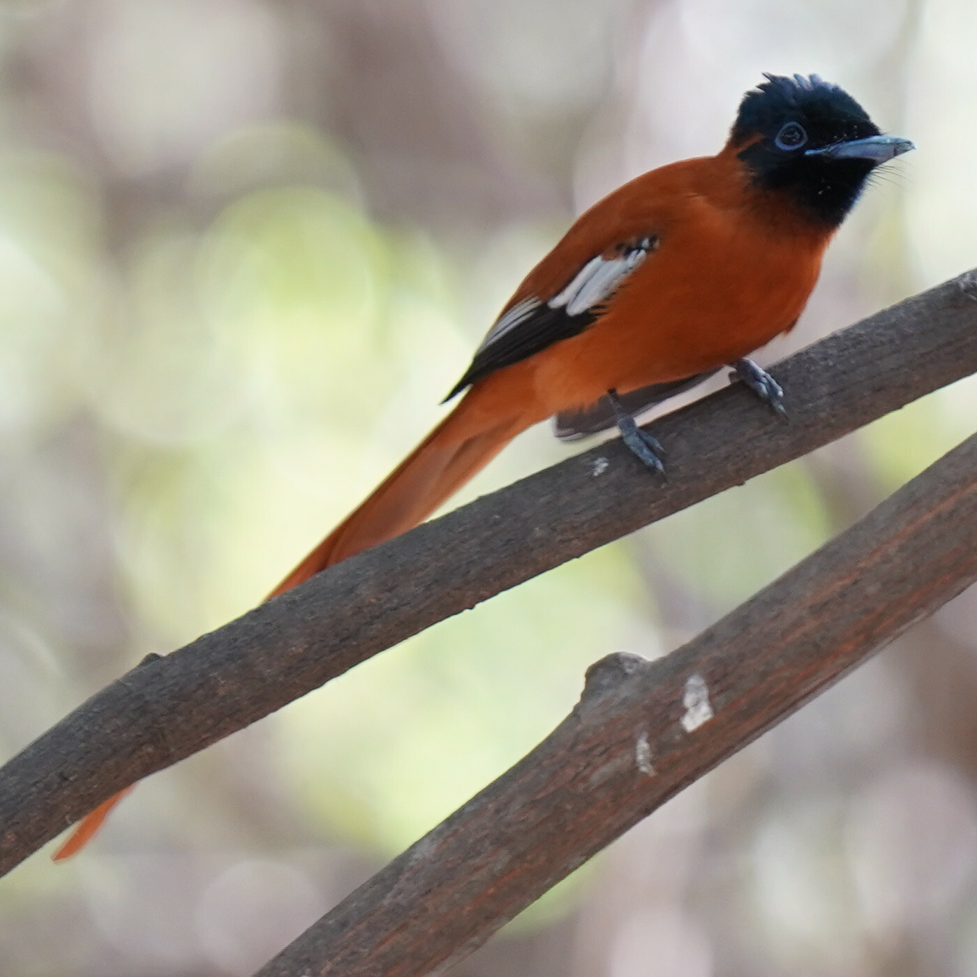 Terpsiphone rufiventer (Swainson, 1837)