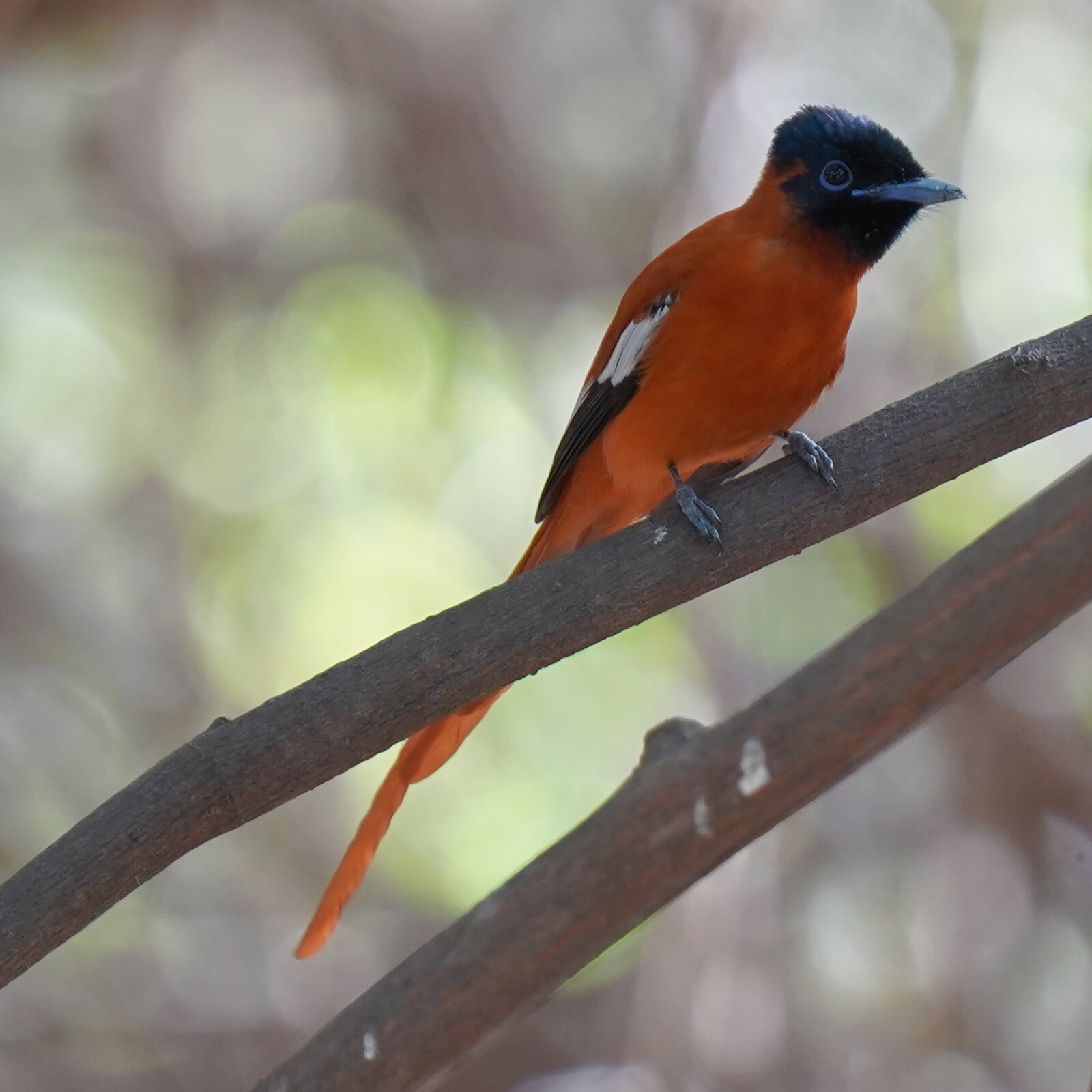 Terpsiphone rufiventer (Swainson, 1837)