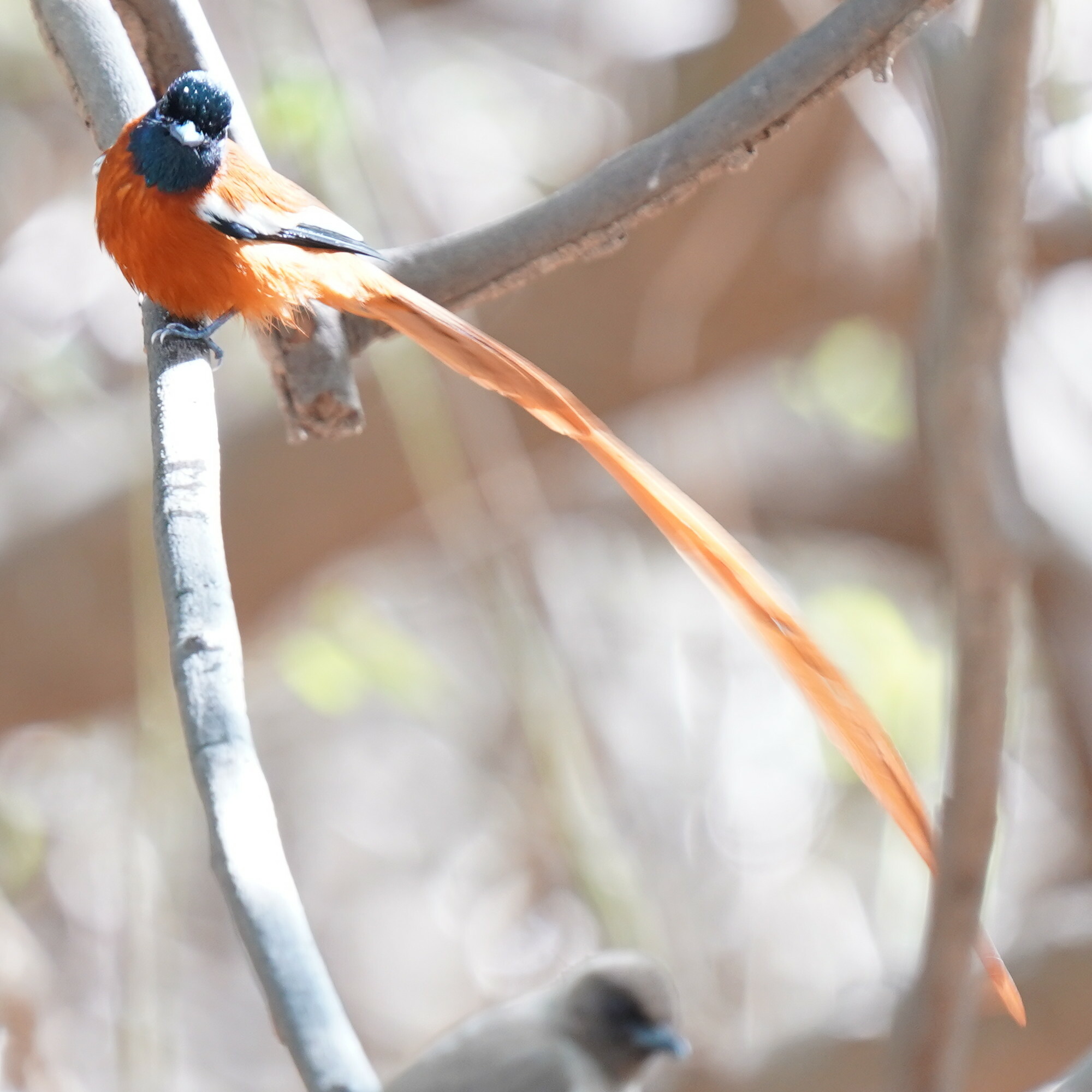 Terpsiphone rufiventer (Swainson, 1837)