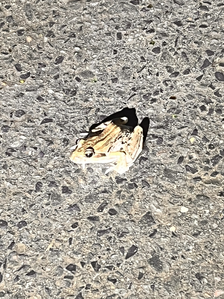 Striped Marsh Frog from Sydney Park, Alexandria, NSW, AU on March 14 ...