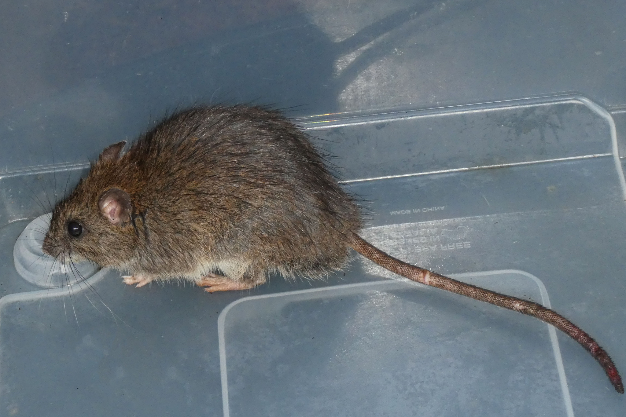 Rattus fuscipes (Waterhouse, 1839)