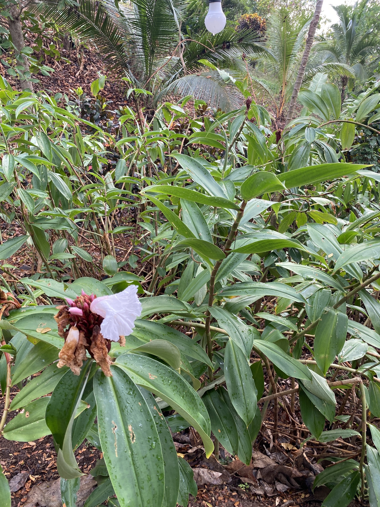 Hellenia speciosa (J.Koenig) S.R.Dutta