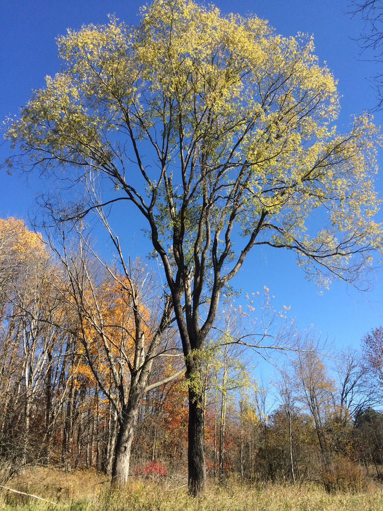 Siberian Elm (Plants of Lathrop State Park) · iNaturalist