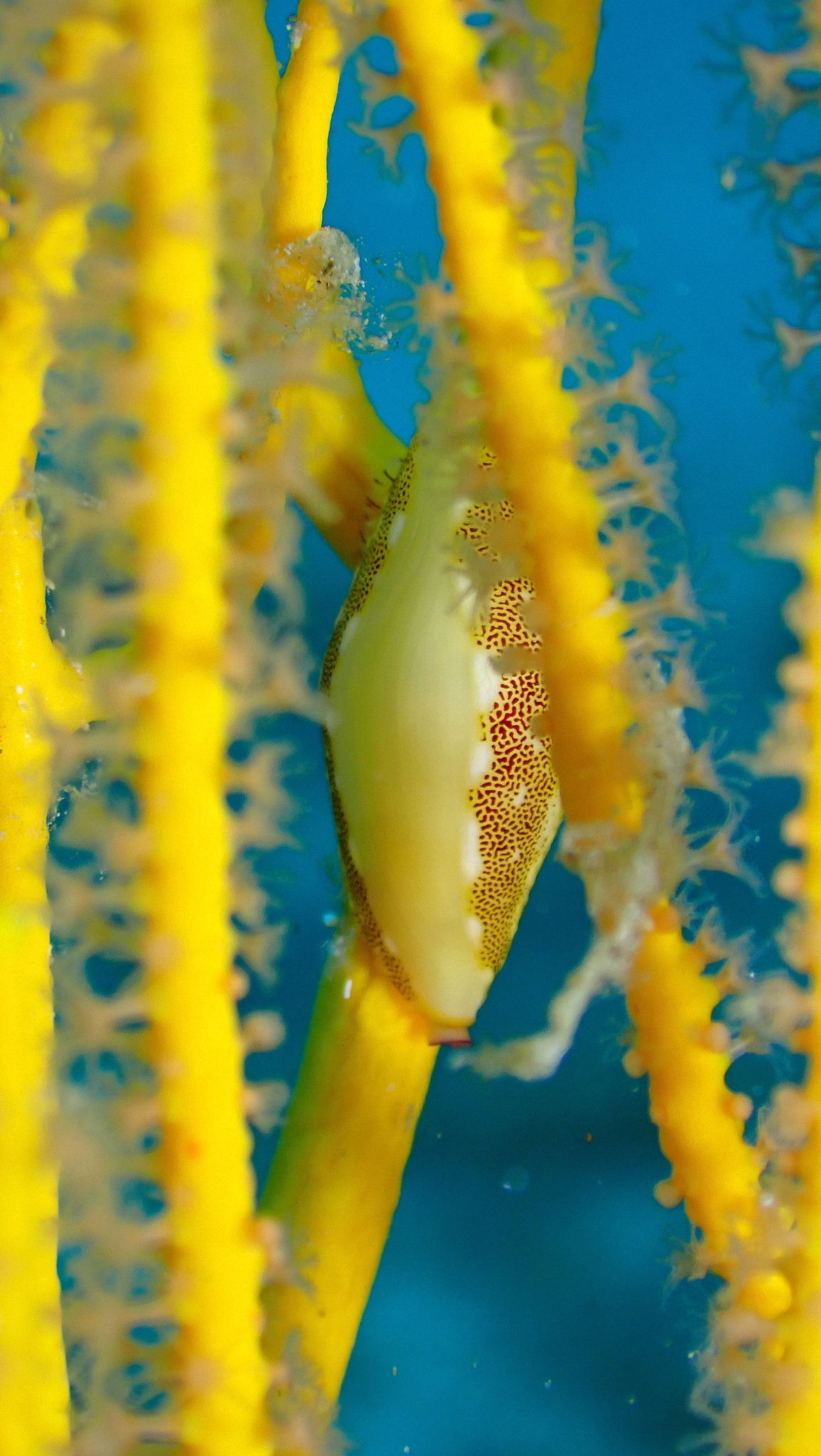 Simnia spelta (Linnaeus, 1758)