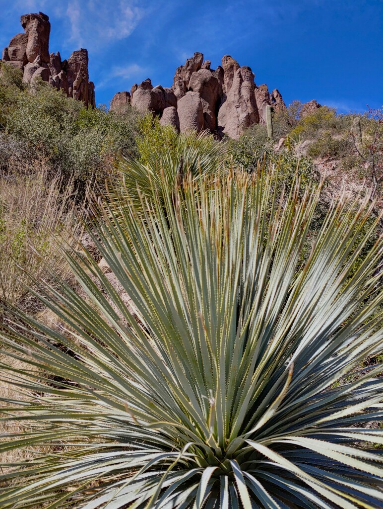 Wheeler sotol from Pima County, AZ, USA on March 17, 2021 at 10:38 AM ...