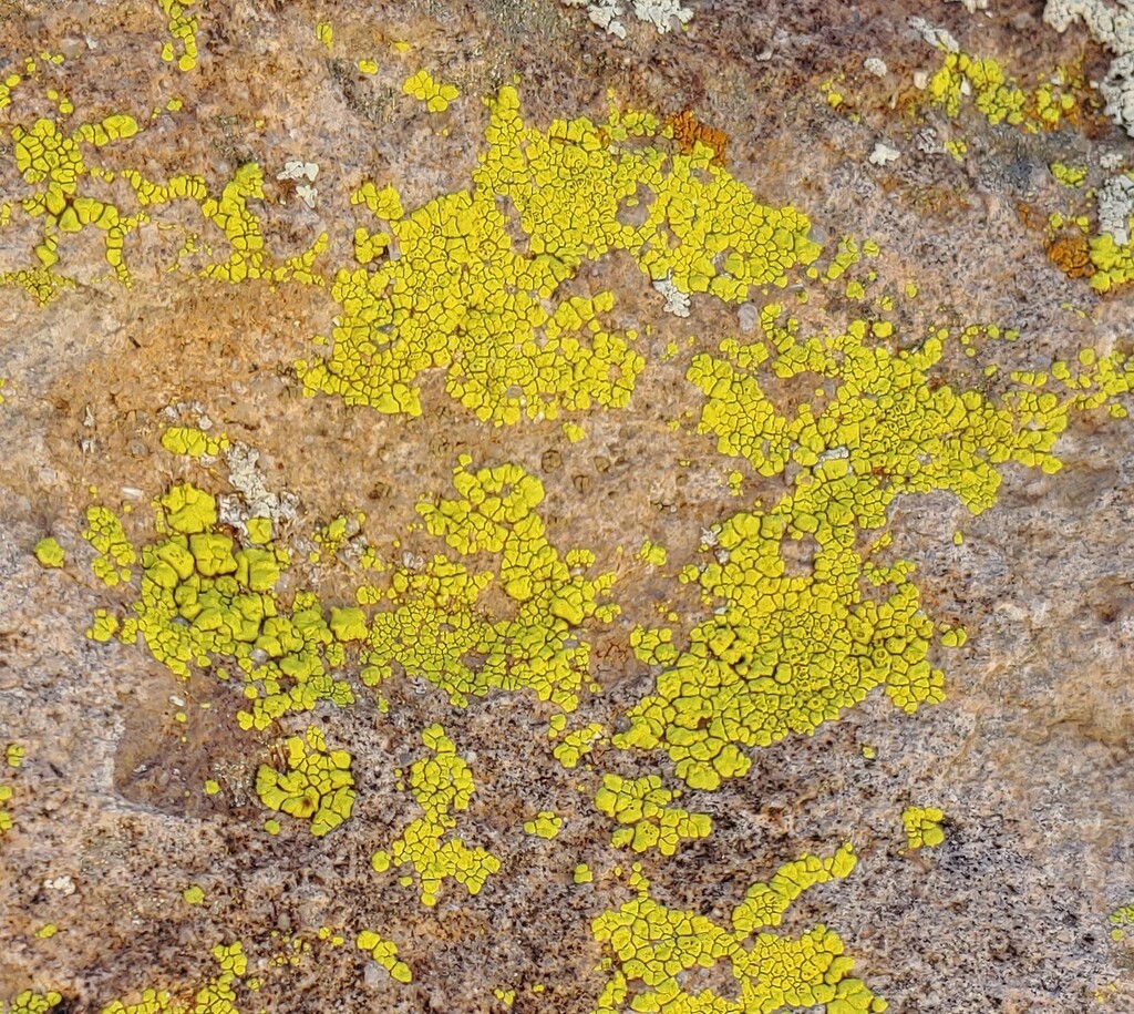 Yellow Cobblestone Lichen from Apache County, AZ, USA on March 17, 2021 ...