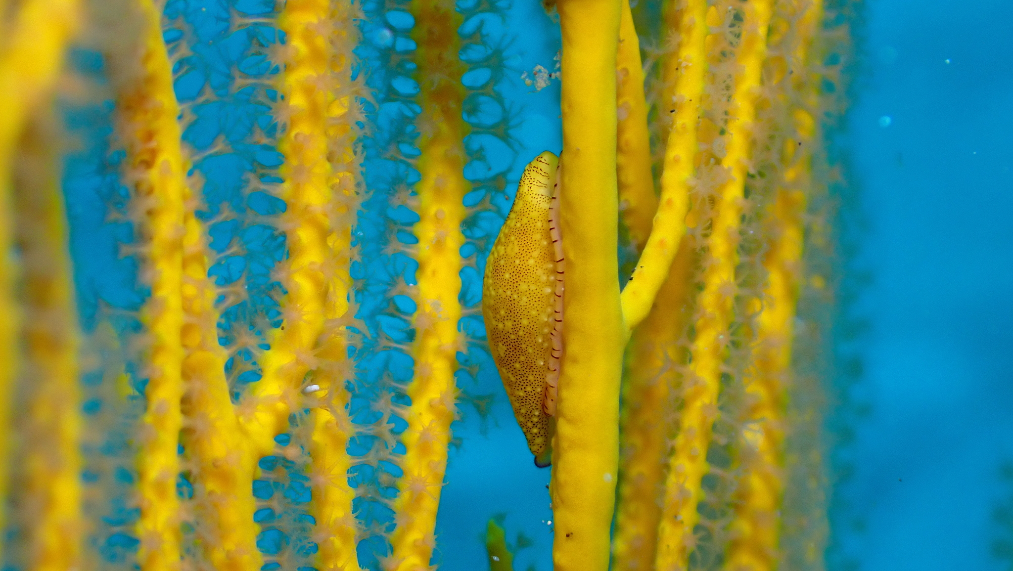 Simnia spelta (Linnaeus, 1758)