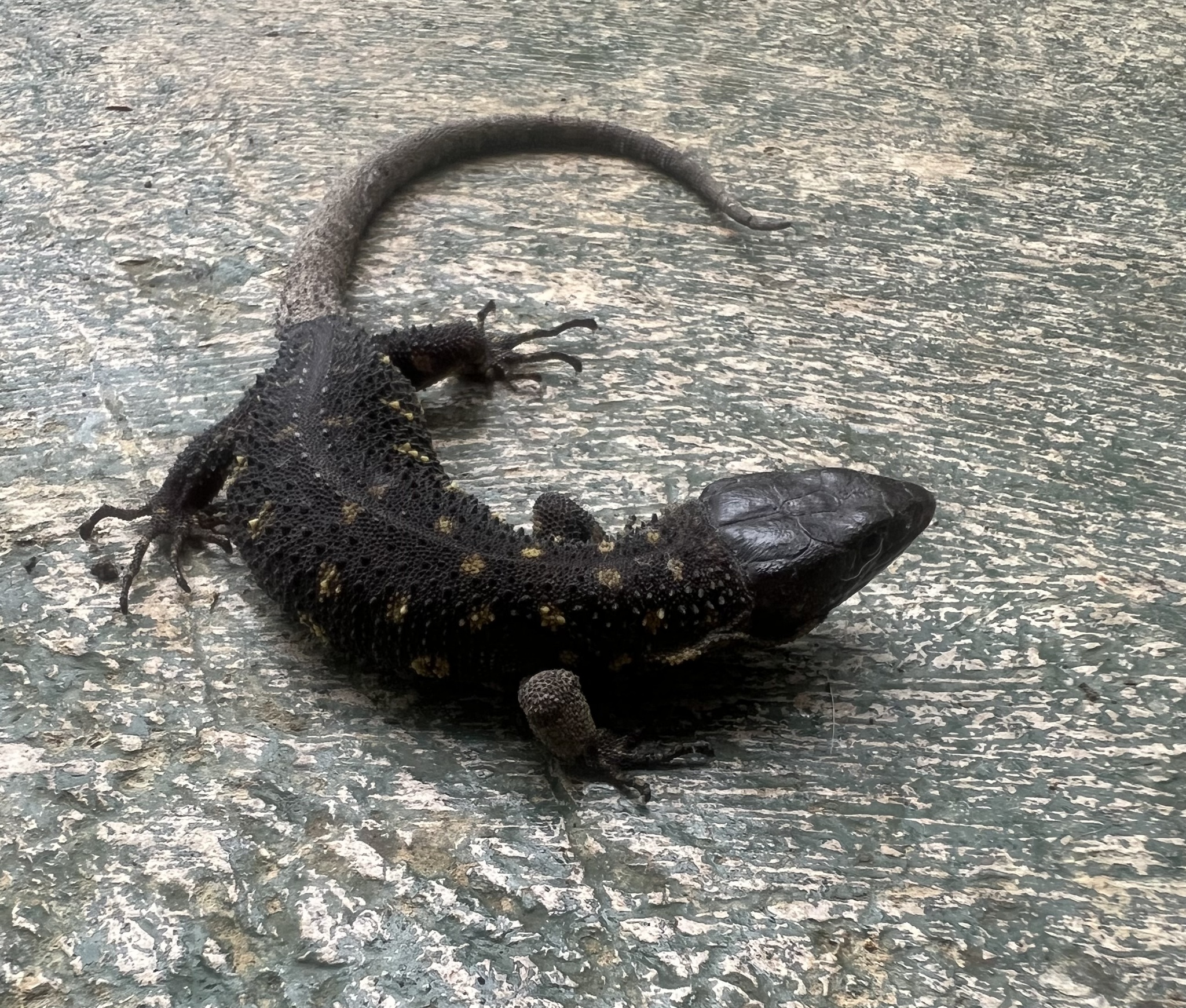 Lepidophyma reticulatum Taylor, 1955