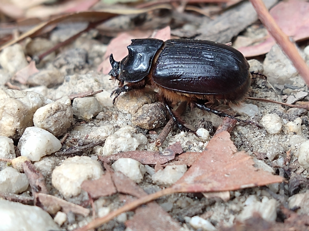Dasygnathus trituberculatus from Balliang VIC 3340, Australia on March ...