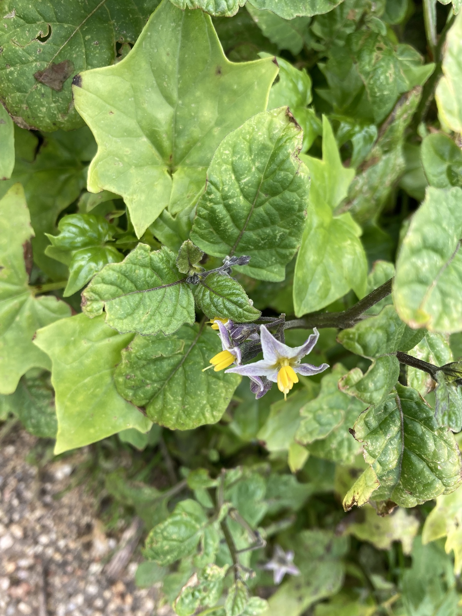 Solanum furcatum Dunal