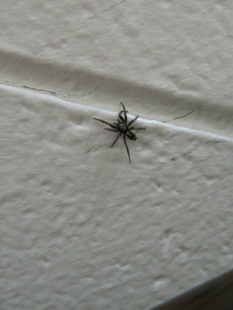 Eastern Parson Spider from Northgate, Columbus, OH 43229, USA on March ...