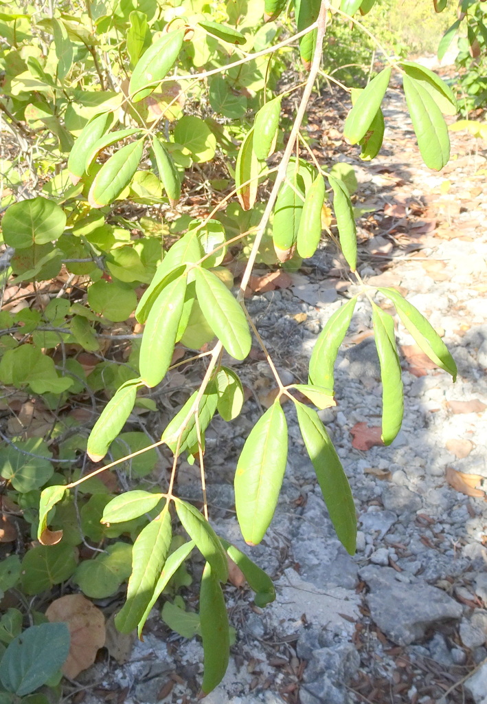 Bitter Plum (Picrodendron baccatum) - Botanical Realm
