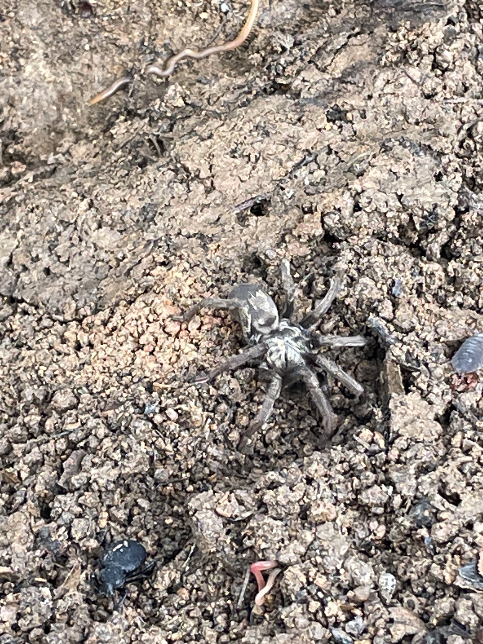 Calisoga longitarsis (Simon, 1891)