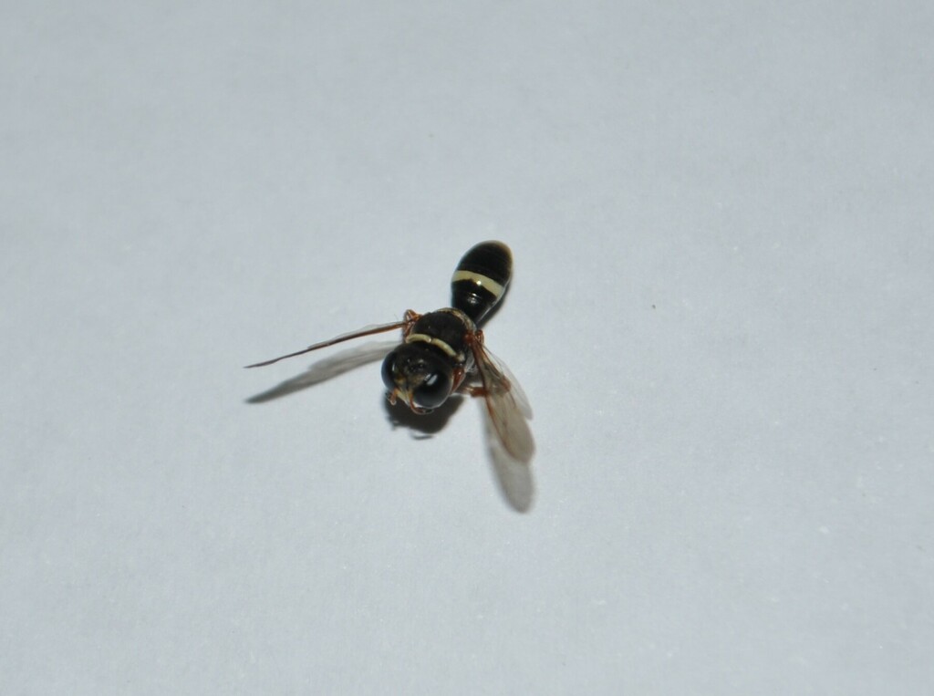 Square-headed Wasps, Sand Wasps, and Allies from Brisbane QLD ...