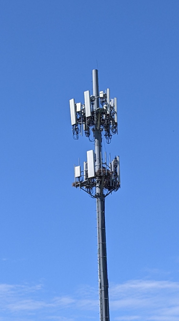 Monk Parakeet from Montopolis, Austin, TX 78741, USA on 13 March, 2023 ...