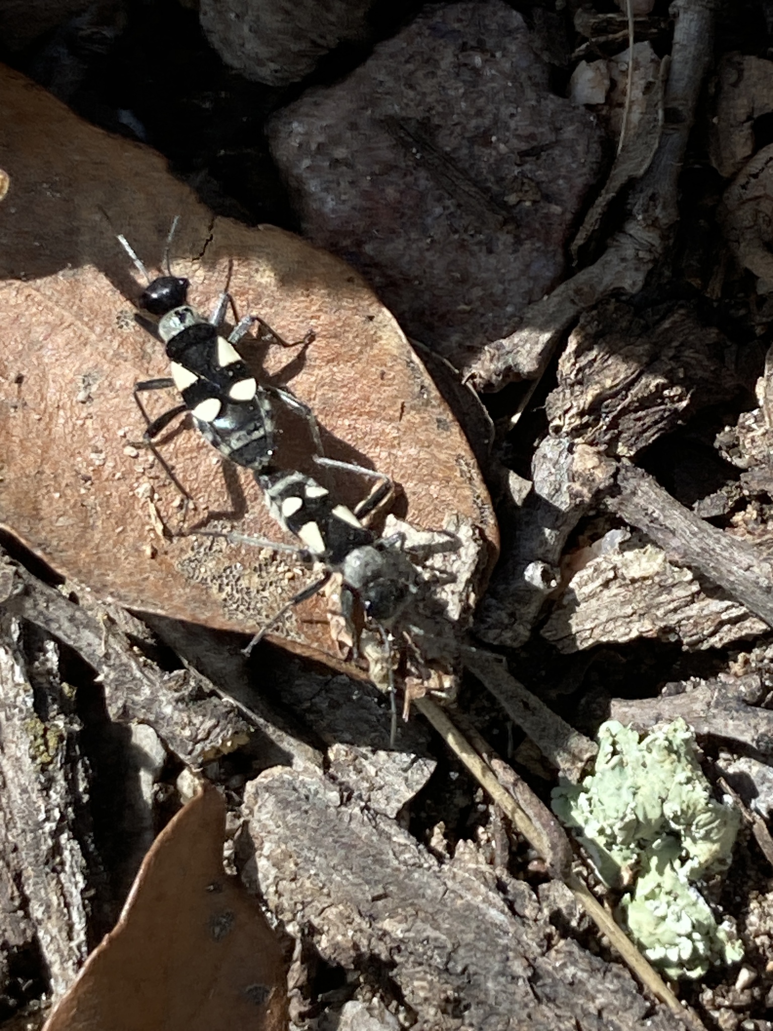 Arhaphe arguta (Bliven, 1956)