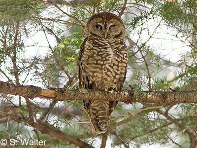 Spotted Owl in August 2013 by stevewalternature · iNaturalist