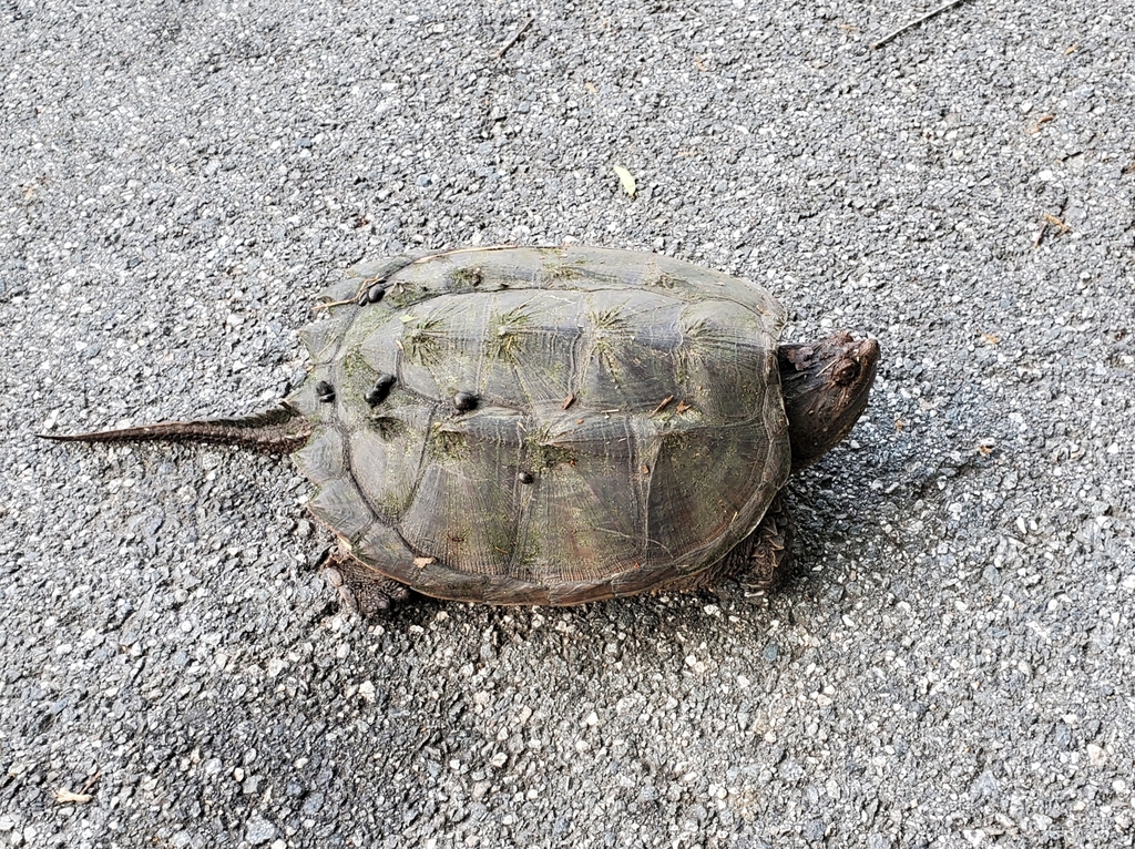 Common Snapping Turtle from Gainesville, FL 32608, USA on March 13 ...
