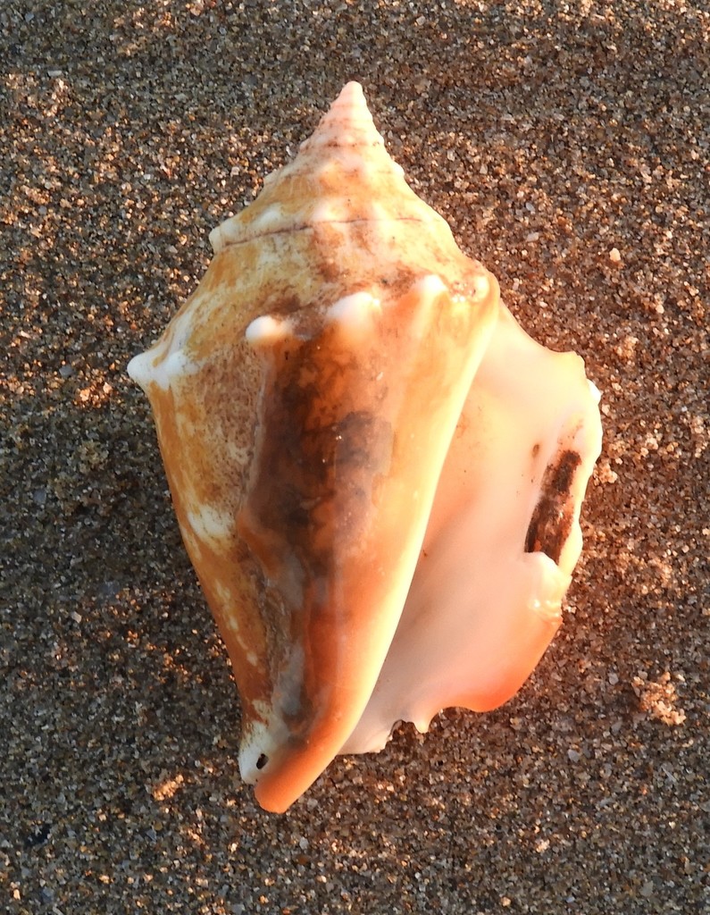 Eastern Pacific fighting conch from Estero Santa Cruz, Sonora, México ...