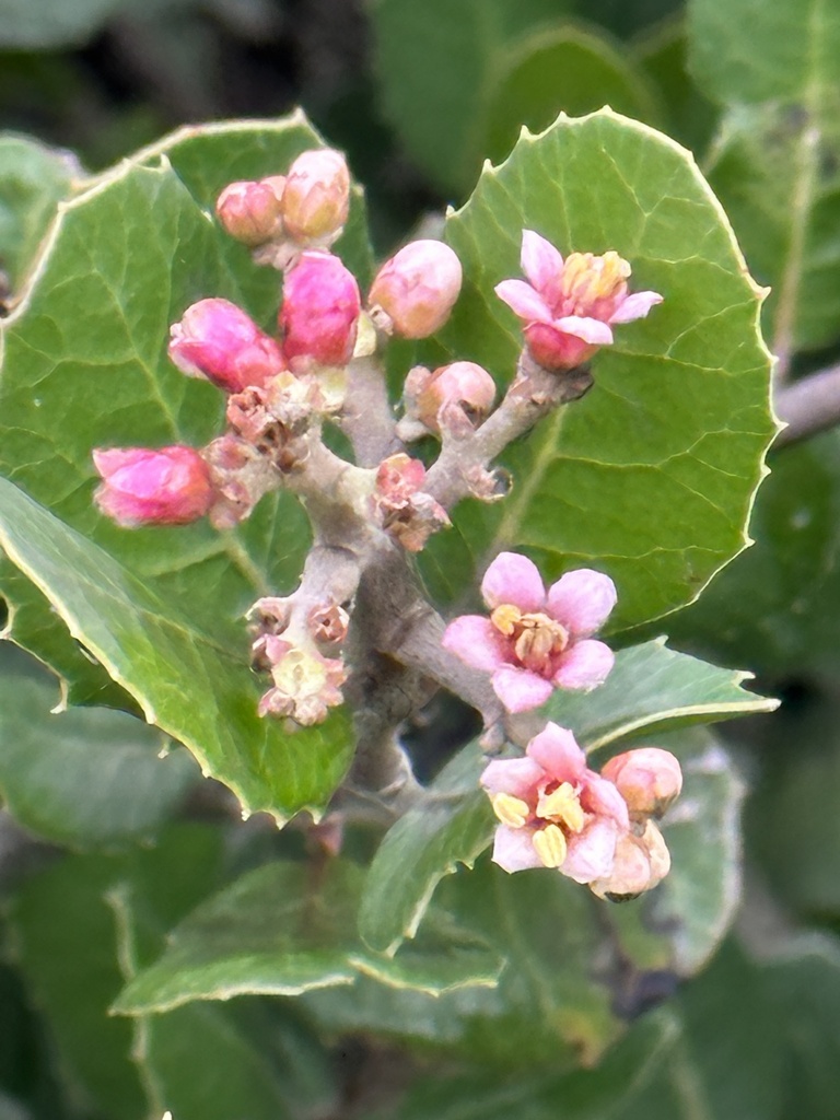lemonade berry from Cabrillo National Monument, San Diego, CA, US on ...