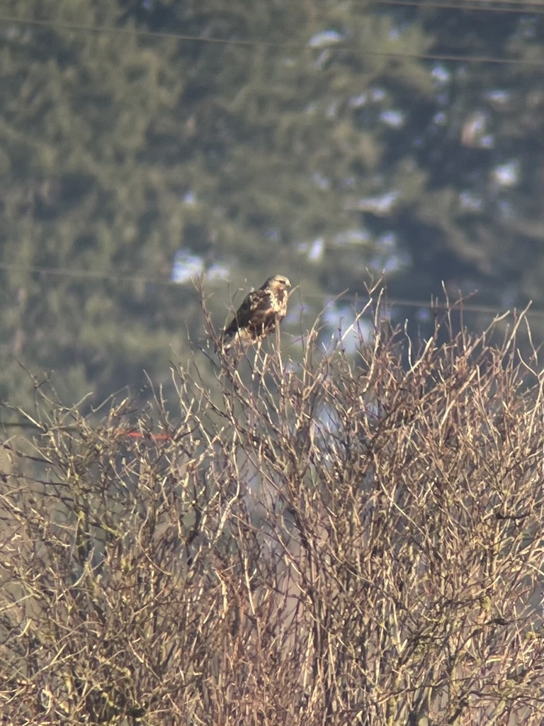 Rough-legged Hawk from Bow, Bow, WA, US on March 5, 2023 at 08:48 AM by ...