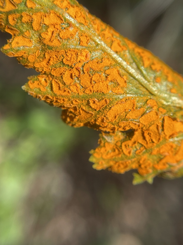 blackberry orange rust from Winged Foot, Selma, TX, US on March 13 ...